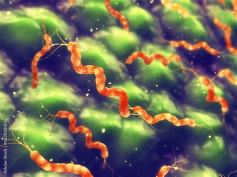 Spirillum Bacteria