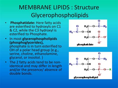 Membrane Lipids Contd Pptx
