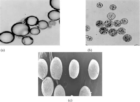 A Mononuclear Microcapsules B Aggregated Microcapsules C Surface Download Scientific