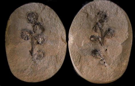 Aging Of Rocks And Fossils Advanced Read Biology Ck 12 Foundation