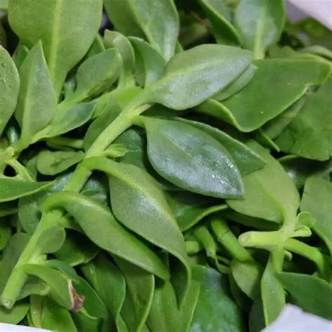 Andrographis Paniculata Andrographis Paniculata Extract Factory Capsules