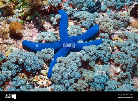 Blue Linckia Linckia Laevigata Starfish On A Coral Reef Starfish