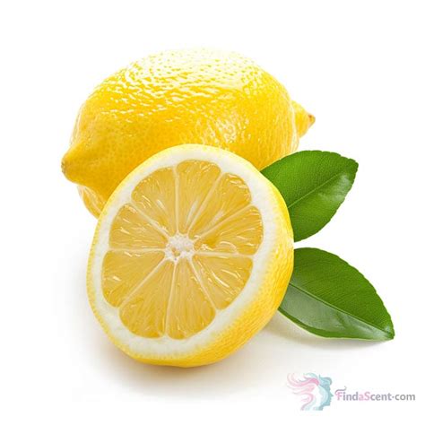 Lemon Note Perfume And Fragrant Notes