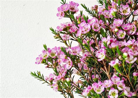 Chamelaucium Waxflower On White Background Stock Image Image Of