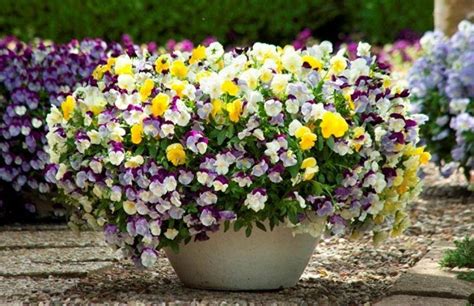 Виола ампельная в кашпо, выращивание из семян в домашних условиях