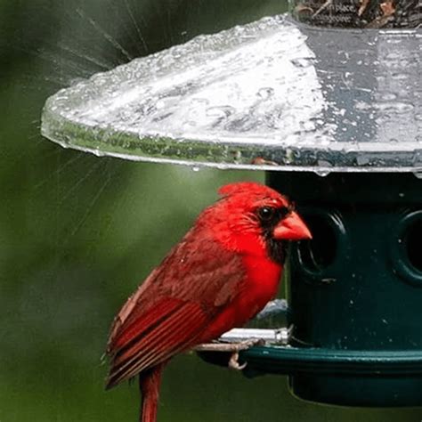 Squirrel Buster® Plus Brome