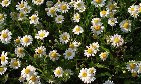 Growing Chamomile For A Peaceful Garden Epic Gardening