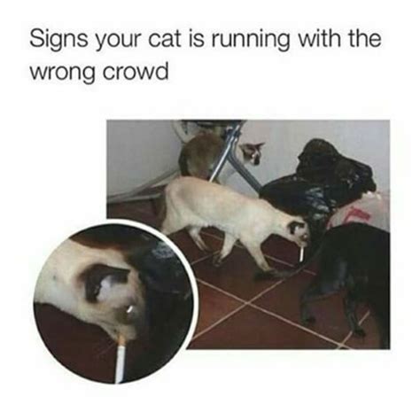 100 Funniest Cat Memes Ever Especially If You Love Cats