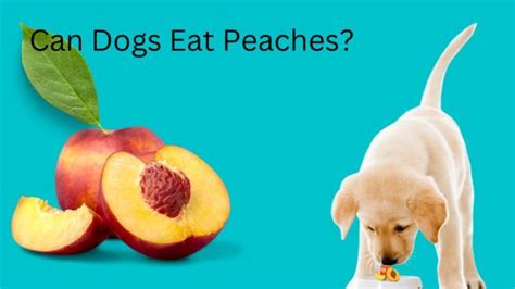 Can Dogs Eat Peaches Benifits And Risk Doggie Food Items