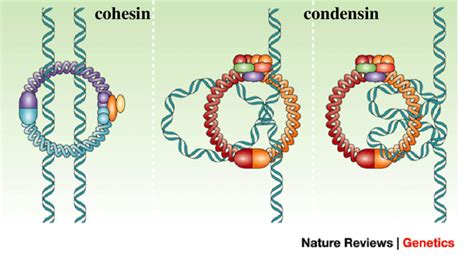 5 Structure Of Cohesin And Condensin Source Download Scientific