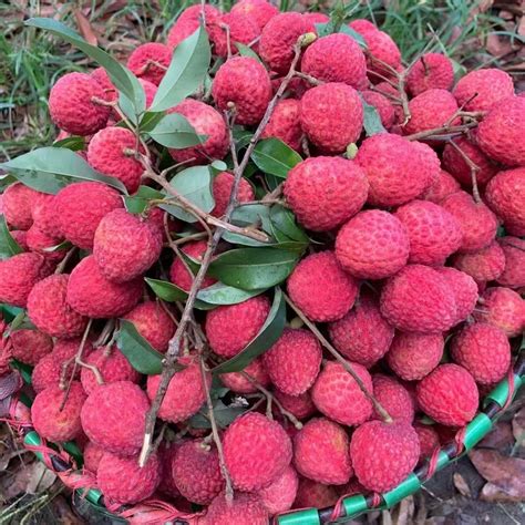 仙进奉荔枝批发 广东广州增城区荔枝 2800元斤增城仙进奉 一亩田