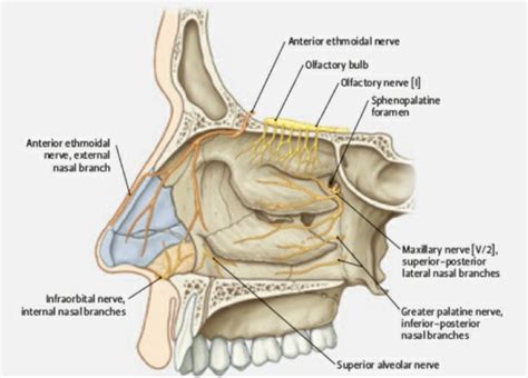 Palatine Nerve Anatomy