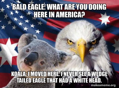 Bald Eagle What Are You Doing Here In America Koala I Moved Here I