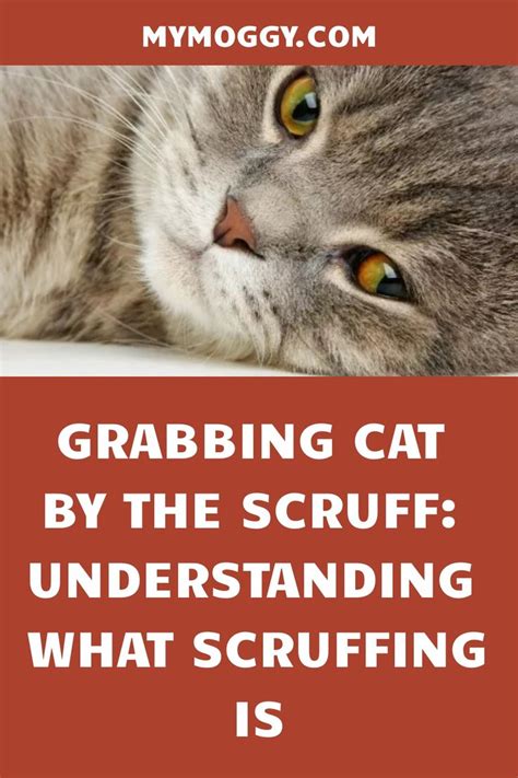 Grabbing Cat By The Scruff Understanding What Scruffing Is Catch The