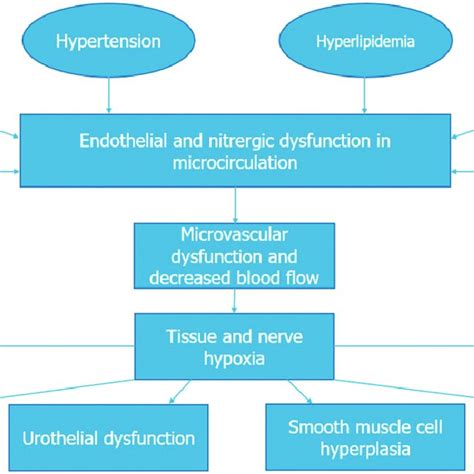 Endothelial And Nitrergic Dysfunction In Microcirculation Download