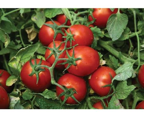 Canned Tomato Chibli Syngenta Agro Consult Buinov