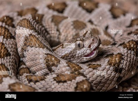 Lower California Rattlesnake Crotalus Enyo Enyo From Baja California