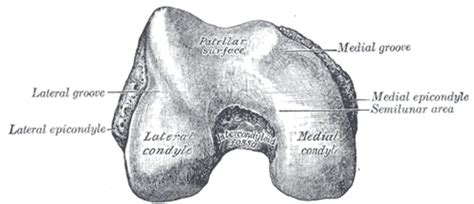 Distal Femur Anatomy Detailed Analysis Of Anatomical Features And