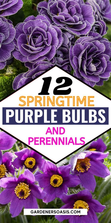 Names Of Purple Flowers Purple Colour Flower Names A List To Make