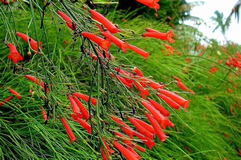 Firecracker Plant I 1 Large Gallon Size Plant I Russelia Equisetiformis