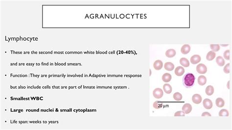 Immunology Laboratory Techniques And Diagnostic Applications” Pdf