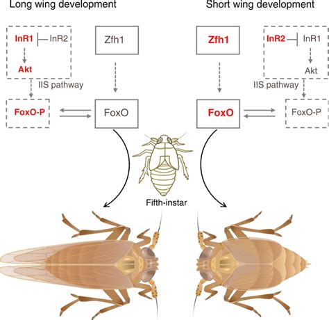 Model Of The Molecular Regulation Of Wing Dimorphism In Download