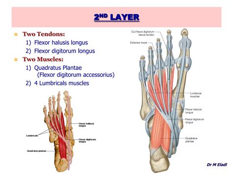 Anatomy Of The Foot Pptx