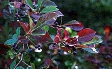 Nyssa Sylvatica Wikipedia