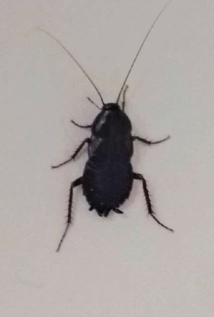 Cockroach Pest Control Canada