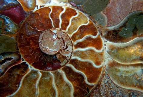 Snail Shell Texture