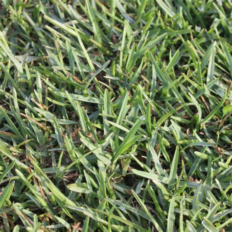 Evangrass