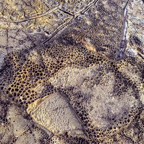 Close Up Of Coral Rock Surface With Natural Patterns Stock Image