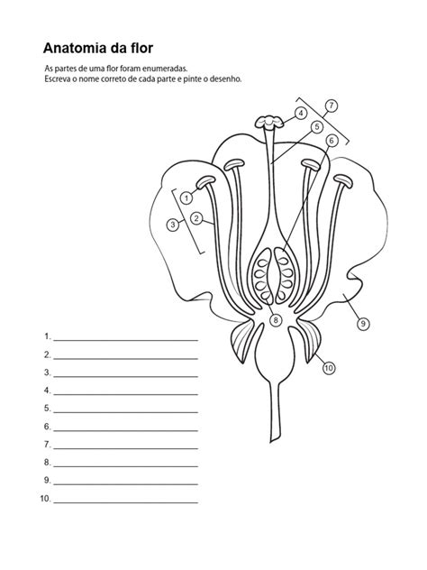 Anatomia Floral Desenho Para Pintar E Colocar As Partes Pdf
