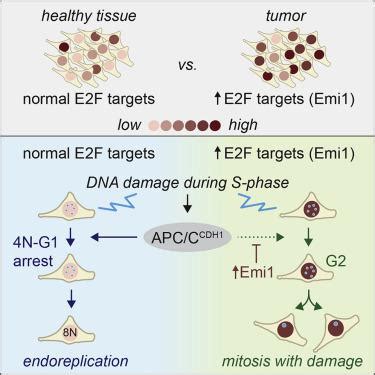 单个癌细胞中的过度 E2f 转录阻止 Dna 损伤后瞬时细胞周期退出cell Reports X Mol