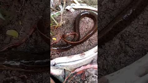 A Big Cuchia Fish Shorts Pdbq Fishing Youtube