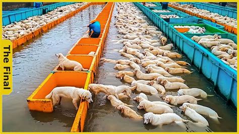Dog Farm India Raises 155 Million Dogs For Meat And Fur Export