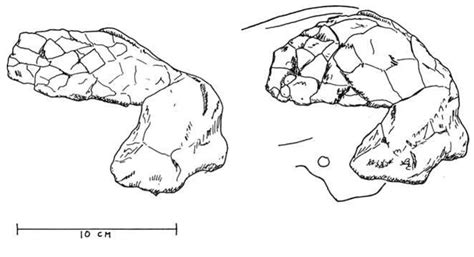 Figure 5 From “meganthropus” Cranial Fossils From Java