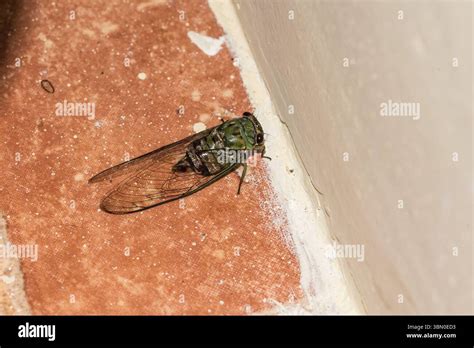 Brazilian Rainforest Cicada Guyalna Chlorogena At Wild Sumaco Lodge