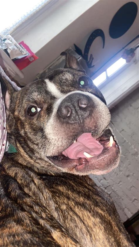 Goofy Leo Says Hello 😊 Rpittiesmiles