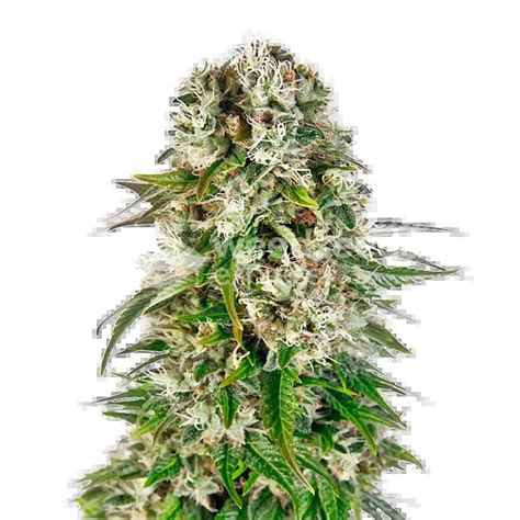 Big Bud Cannabis Seeds Wse Australia