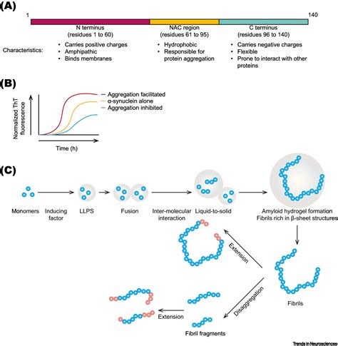 Protein Protein Interactions Regulating α Synuclein Pathology Trends In Neurosciences