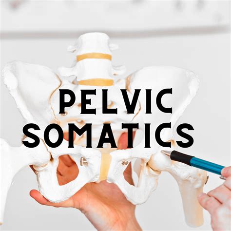 Pelvic Nervous System Masterclass Integrated Somatic