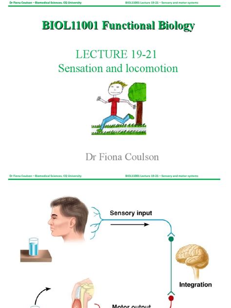 Lecture 19 21 Sensory And Motor Systems Pdf Stimulus Physiology