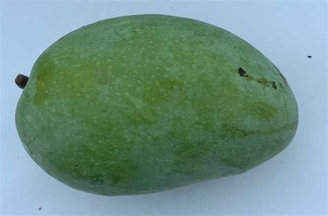 mangoes data sets object detection model v5 2023 04 24 7 19pm by jm arutneva