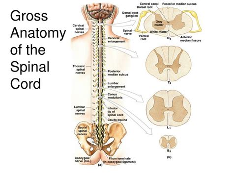 Anatomy Of The Spinal Cord