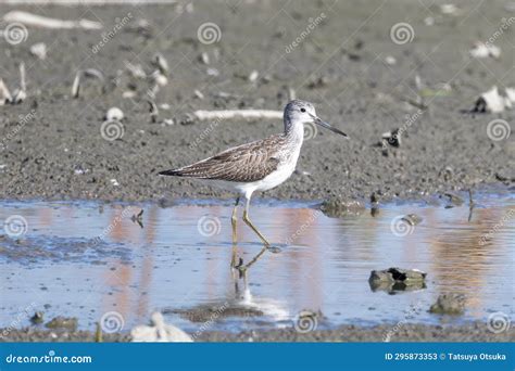 Root Cap In The Field Of View Of The Microscope Royalty Free Stock Image