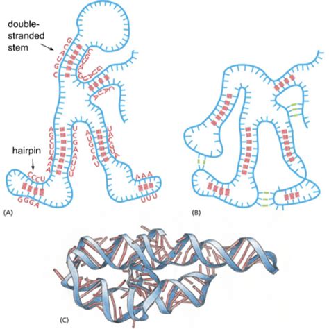 Bs2091 Bacterial Transcription Flashcards Quizlet