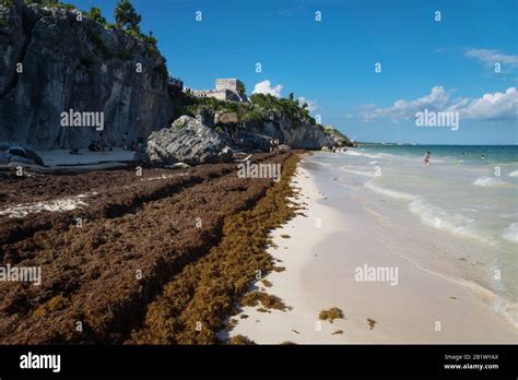 Large Amounts Of Brown Sargassum Seaweed At The Cliff Beach Of Tulum