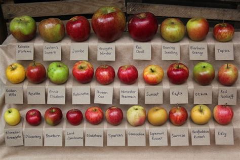 New Study Reveals The Evolution Of Apples Across 60 Million Years The