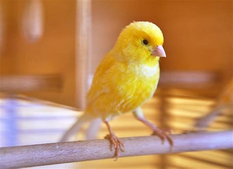 Yellow Canary
